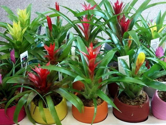 Bromeliad Assorted | City Planter