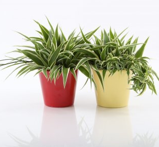 Mandy Pot 5" | City Planter