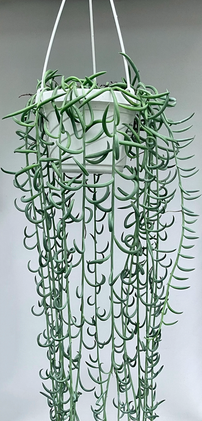 Senecio 'Radicans' (String of Fishhooks) | City Planter