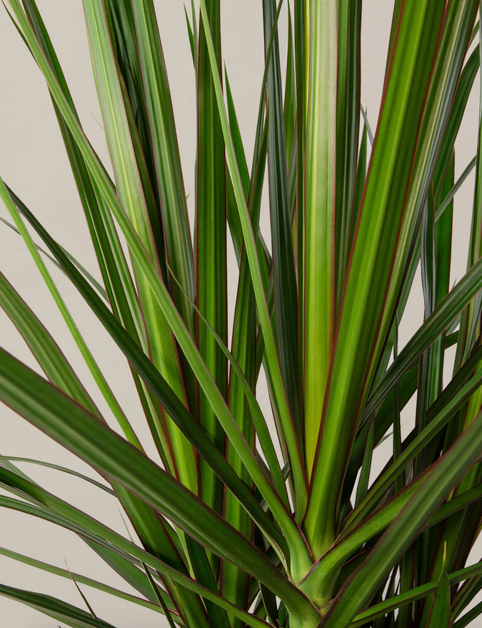 Dracaena Marginata Hangende Blatter