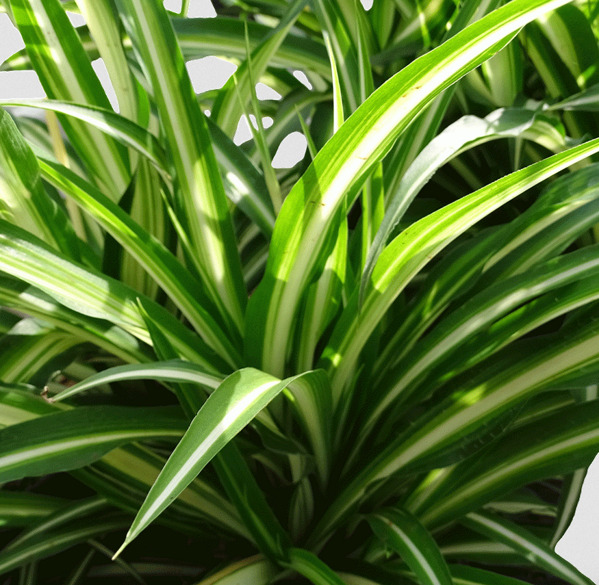 Chlorophytum Comosum Variegatum "Spider Plant" 'Maria' | City Planter
