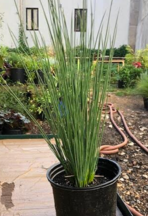 Juncus "Blue Arrow" Perennial | City Planter